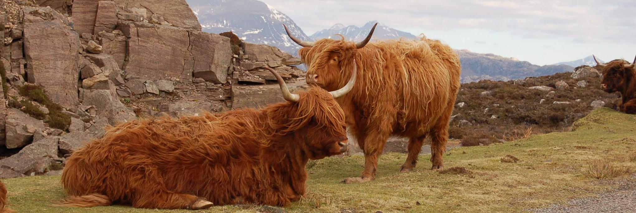 Scotland's Best B&Bs: 4 & 5 Star bed and breakfast accommodation